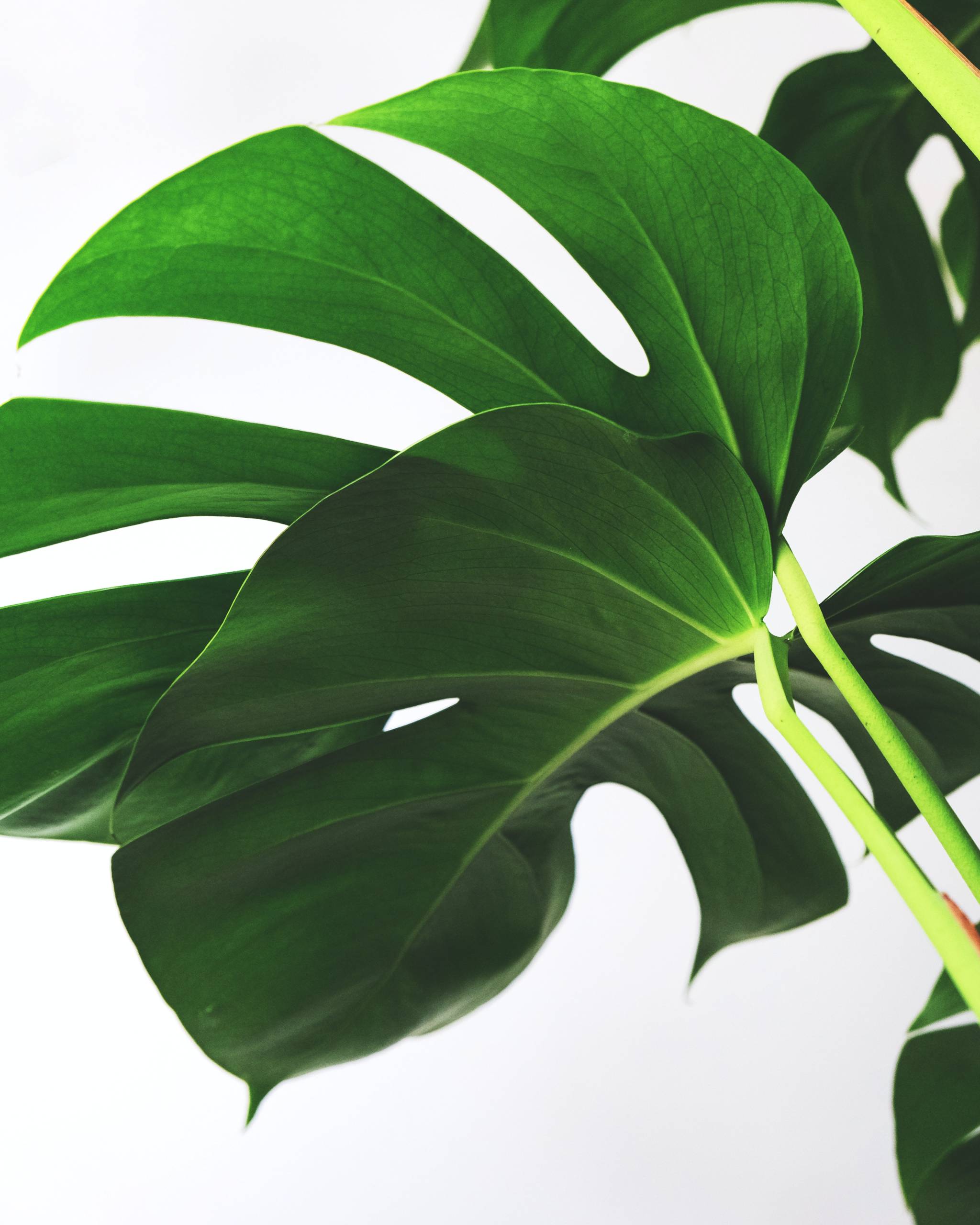 Greening Your Workspace: Enhance Welfare and Productivity with Office Plants – Nudging for SDGs